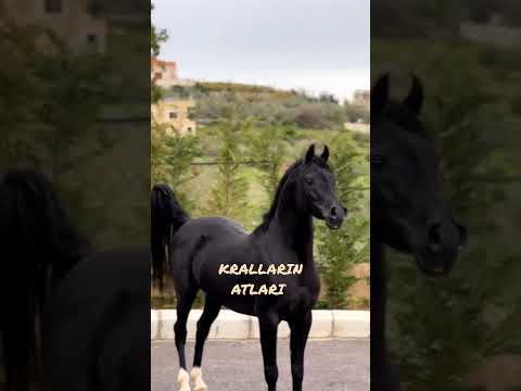 #horsedance #horseshow #horselover #atlar