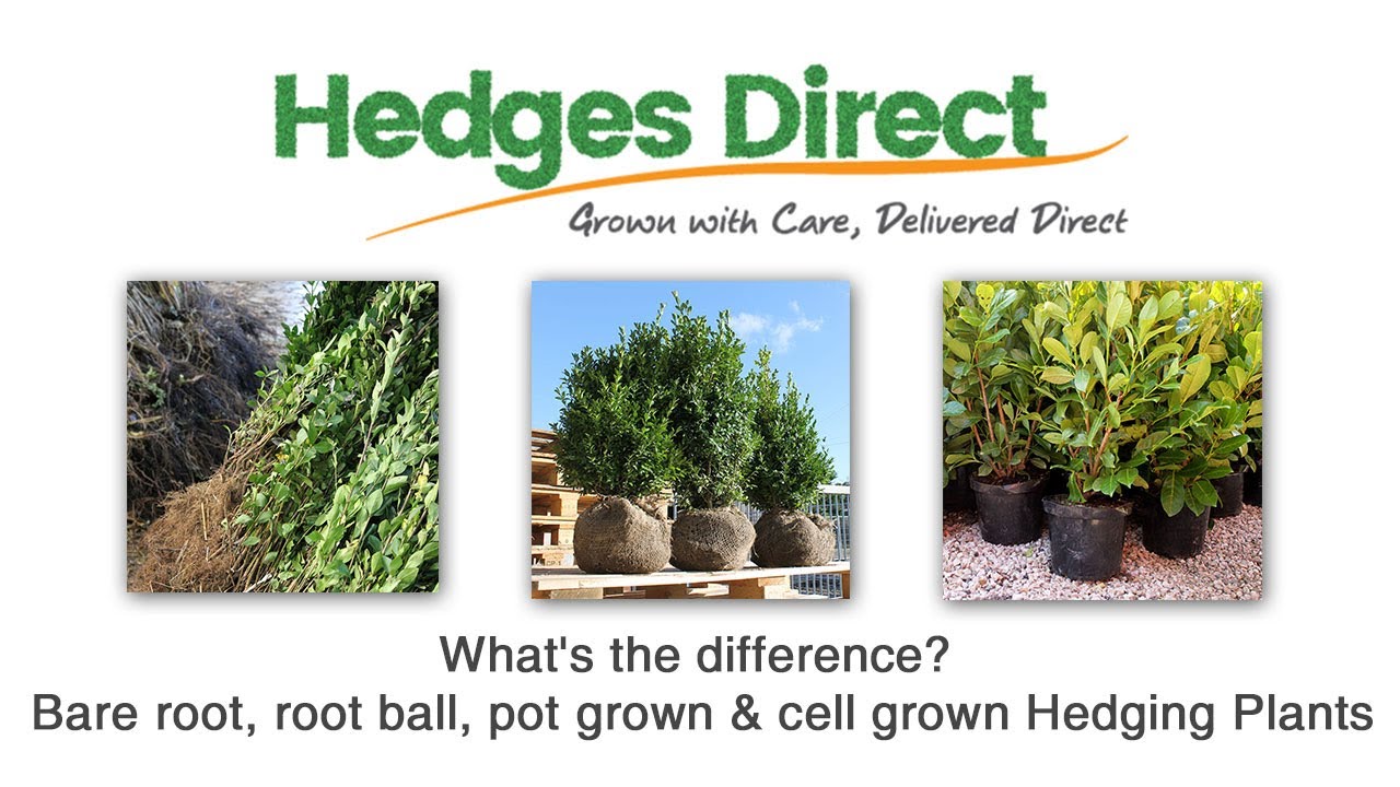 What's the difference? Bare root, root ball, pot grown & cell grown ...