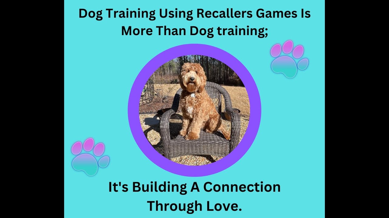 2023 Recallers Video - Dog Training Using Recallers Games Is Building A ...
