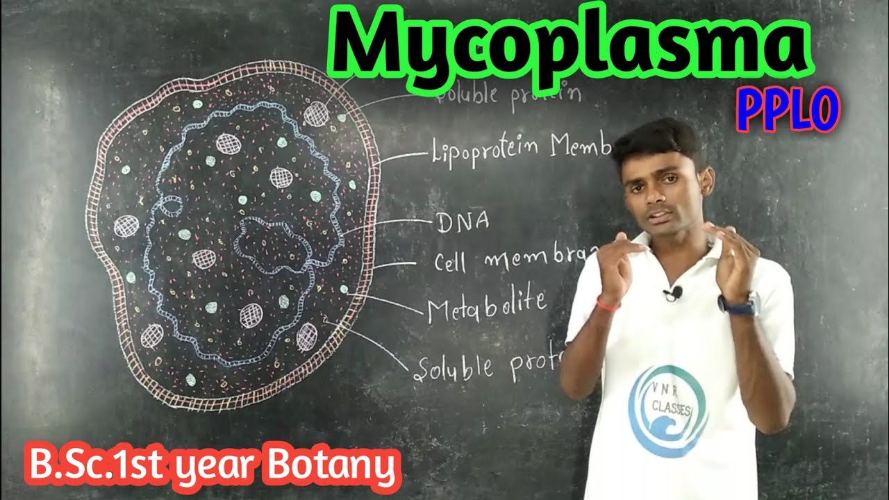 (Lc.10)Mycoplasma | PPLO | B.Sc. - 1st year Botany | Paper- 1st | unit ...