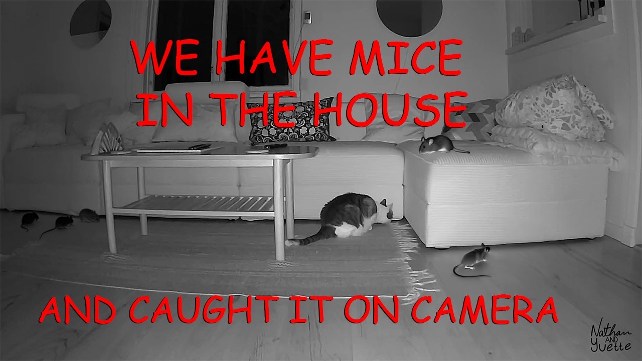 #007 | We have mice in the house and caught it on camera - YouTube