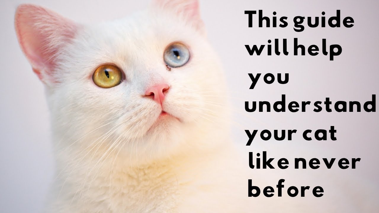 😮YOU SHOULD WATCH THAT!- This guide will help you understand your cat ...