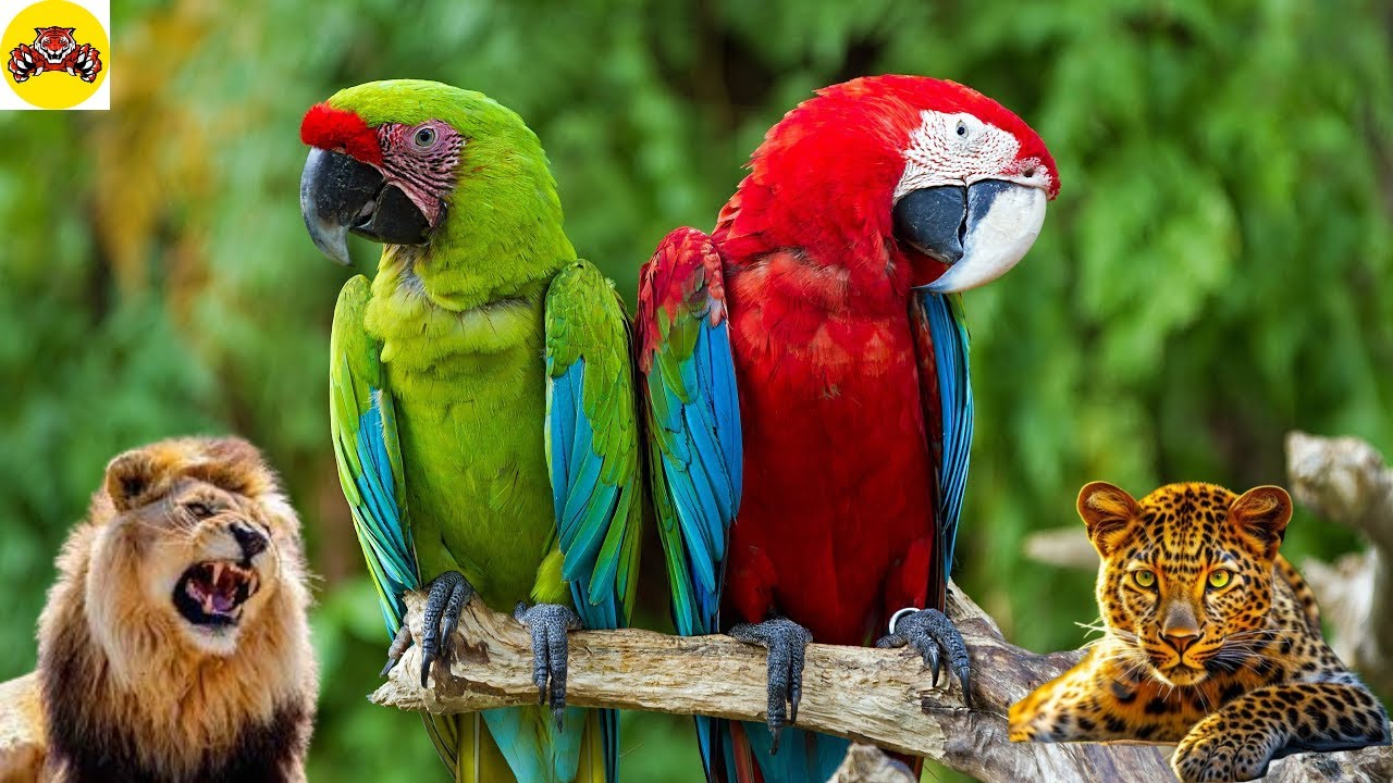 Rare and colorful animals of the Amazon rainforest + Relaxing music ...