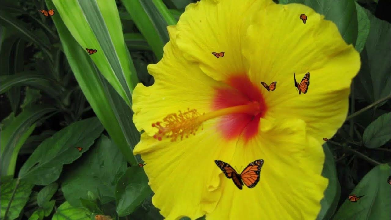 @N0_1 Nature's Beauty Captured: A Butterfly Flying in the Wild ★158 ...