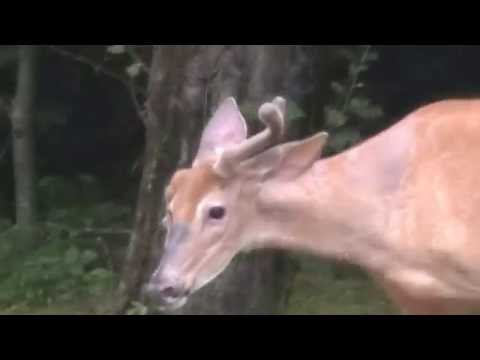 THE MUTANT DEER! HOMESTEAD LIFE! - YouTube