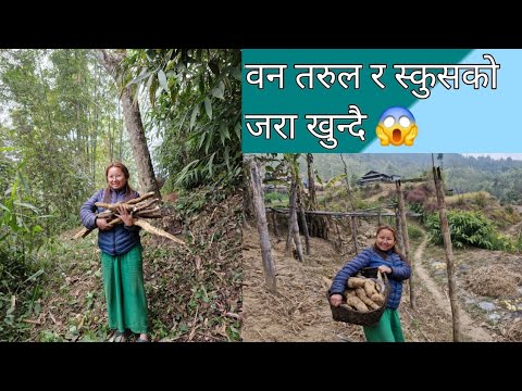 बुढाबुढी वन तरुल र स्कुसको जरा खुन्दै🤭 @sareetarai940 AMCHOK ILAM - YouTube