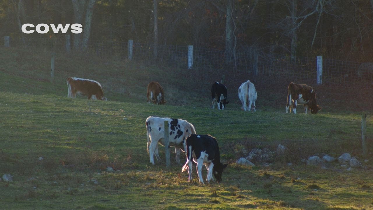 Cows | Cinematic Nature Film | BMPCC 6K Pro - YouTube