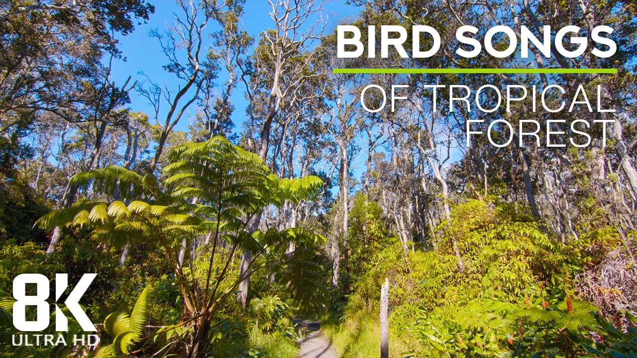 8 Hours Relaxing Bird Songs Of Tropical Forest Hawaii Soundscapes