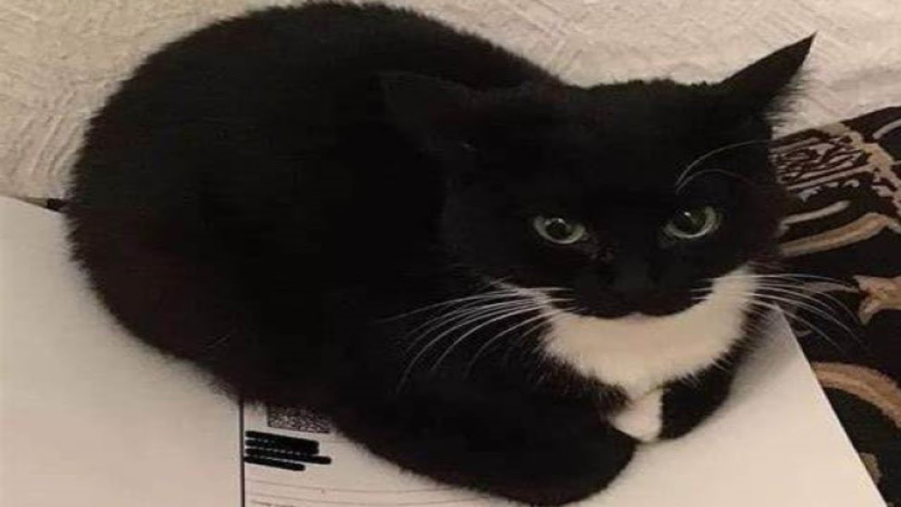 Maxwell song from that one lethal company mod - YouTube