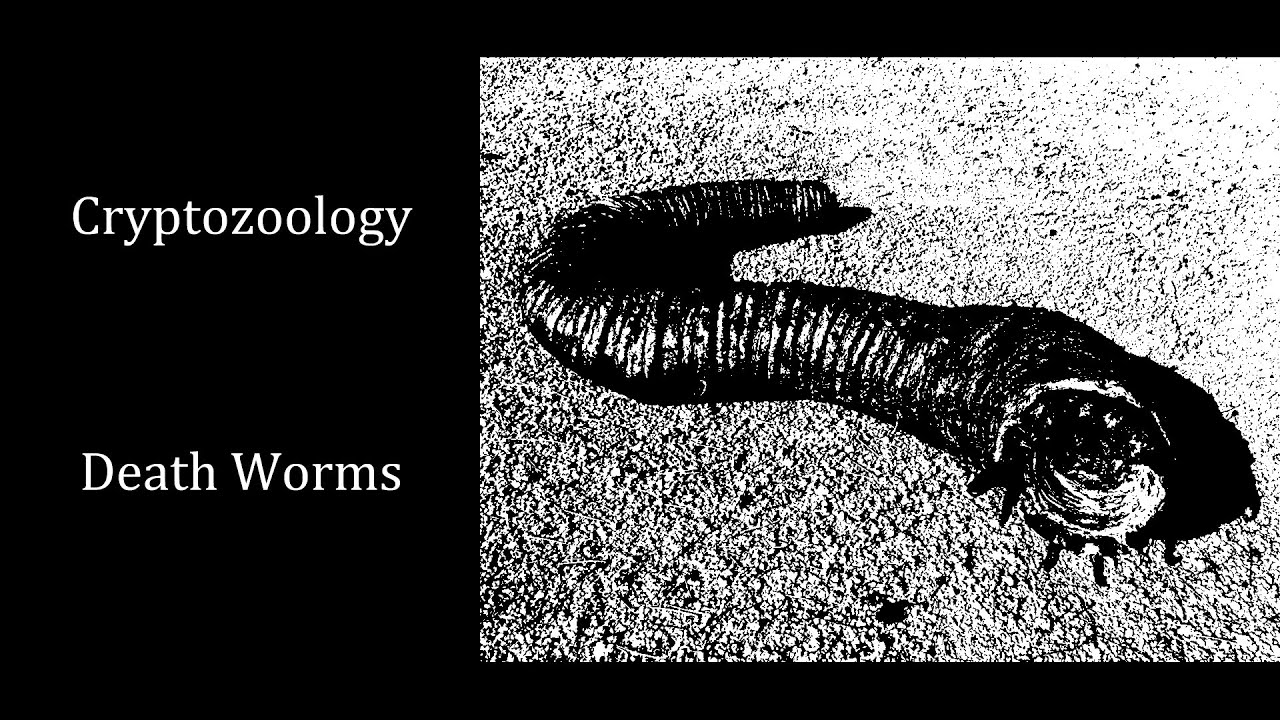 Cryptozoology Death Worms - YouTube