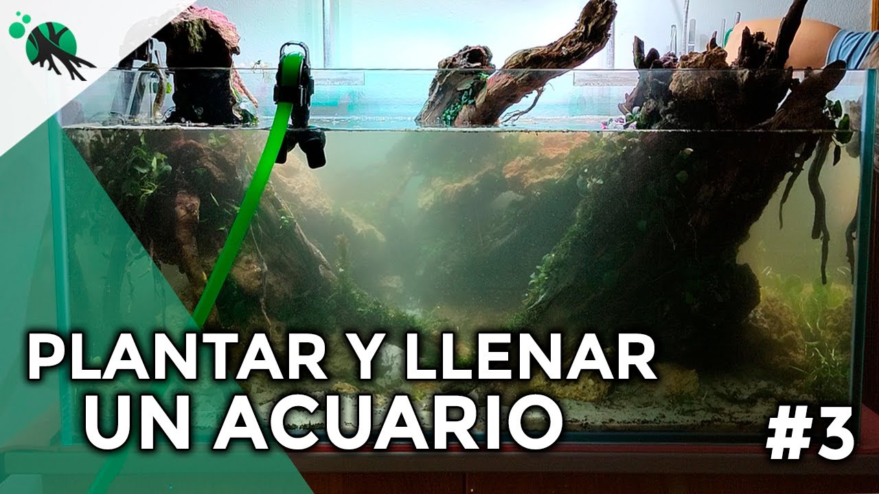 PLANTAR Y LLENAR UN ACUARIO - GUÍA MONTAJE ACUARIO PAISAJISMO PLANTADO ...