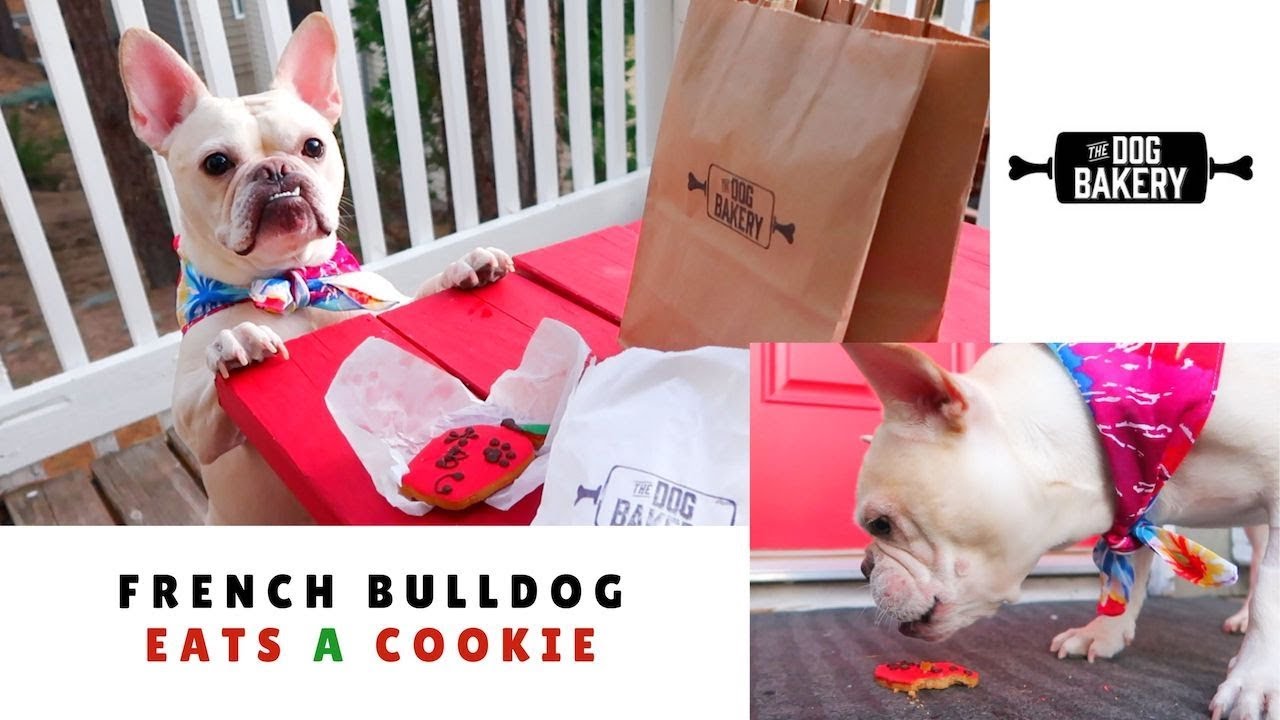 French Bulldog Eating a Cookie | Frenchie Trekker TV - YouTube