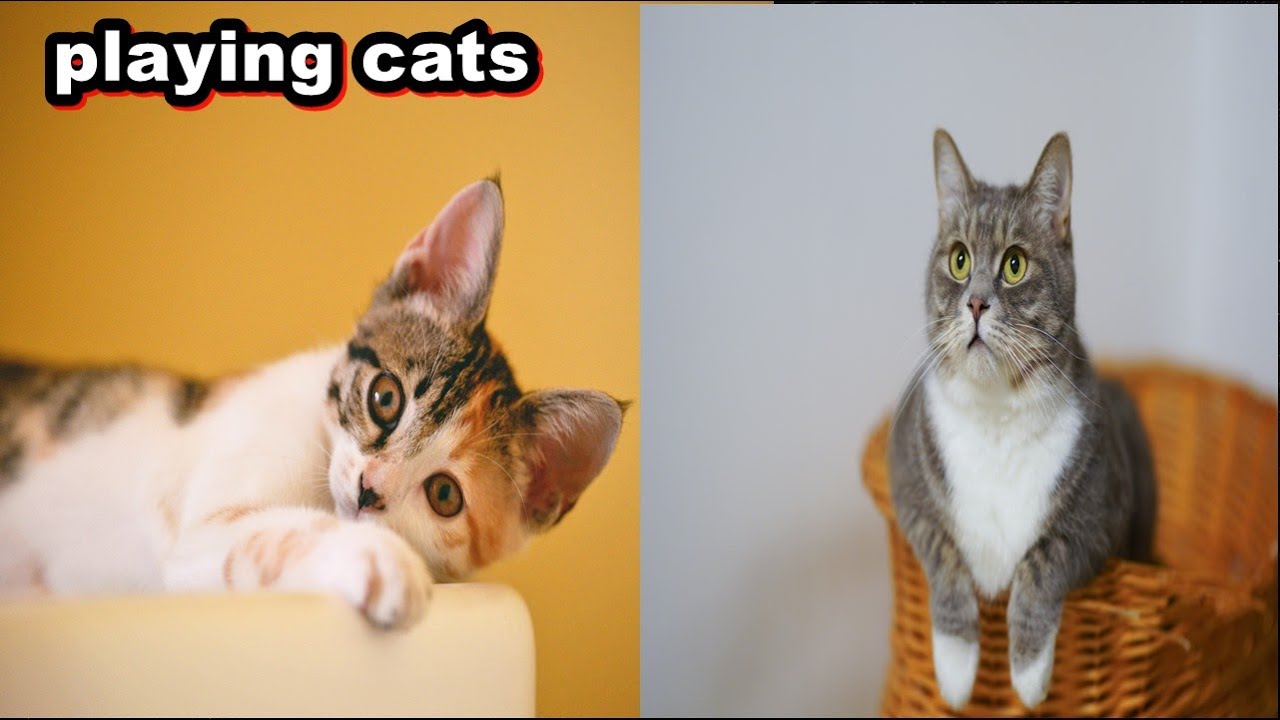 Cute and Funny Cat Videos | Playing Cats | Cute Cats - YouTube