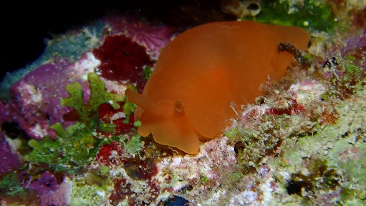 Dive Adventures in Bonaire - Night Dive 091619 Apricot Side-Gill Slug ...