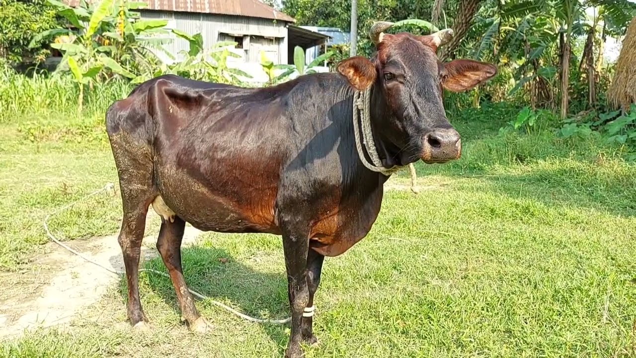 Cow Moo Moo Sound In Green Field | Two Black Cow Sound - YouTube