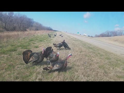 🦃 Real Turkey Sounds | Gerçek Hindi Sesleri | Turkey Gobbling