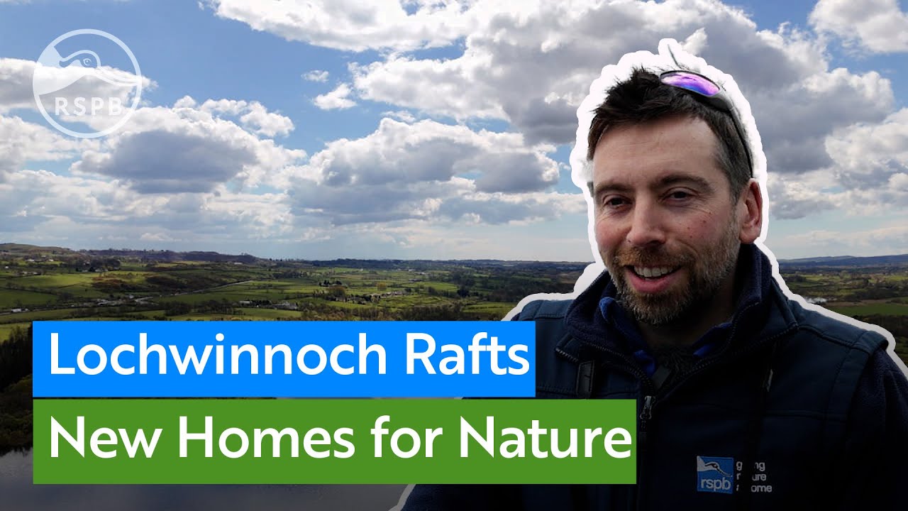 New rafts at RSPB Scotland's Lochwinnoch nature reserve are boosting ...