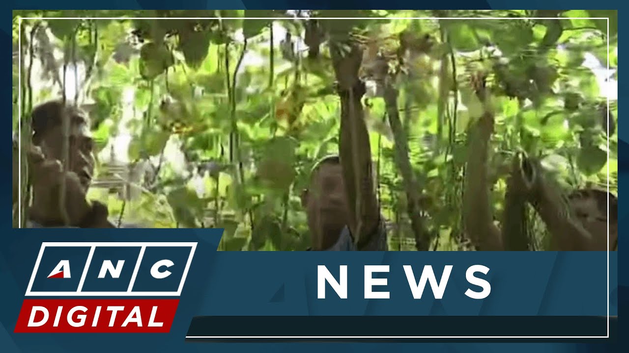 Police assist residents near Mayon in harvesting crops | ANC - YouTube