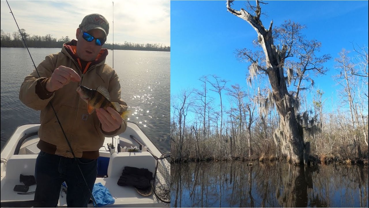 Crappie & Raccoon Perch Fishing - North Carolina - YouTube