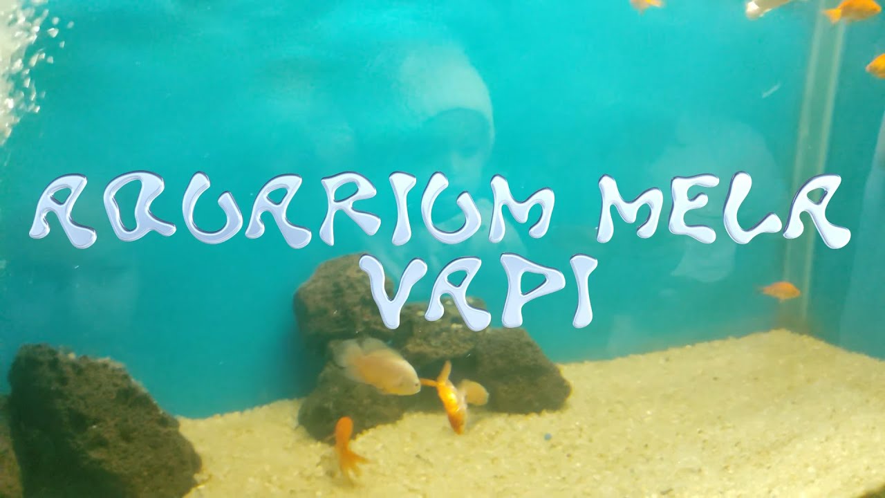 vapi aquarium mela #youtube #mela - YouTube