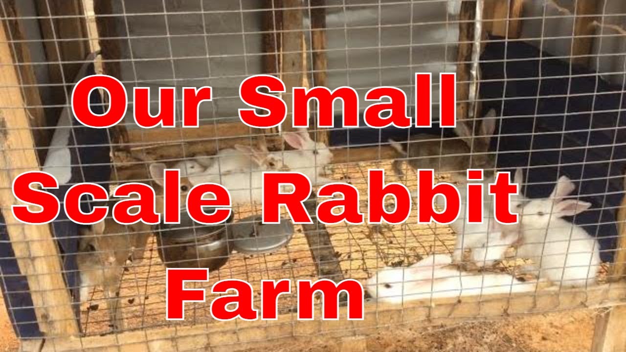 Our Small Scale Rabbit Farm - YouTube