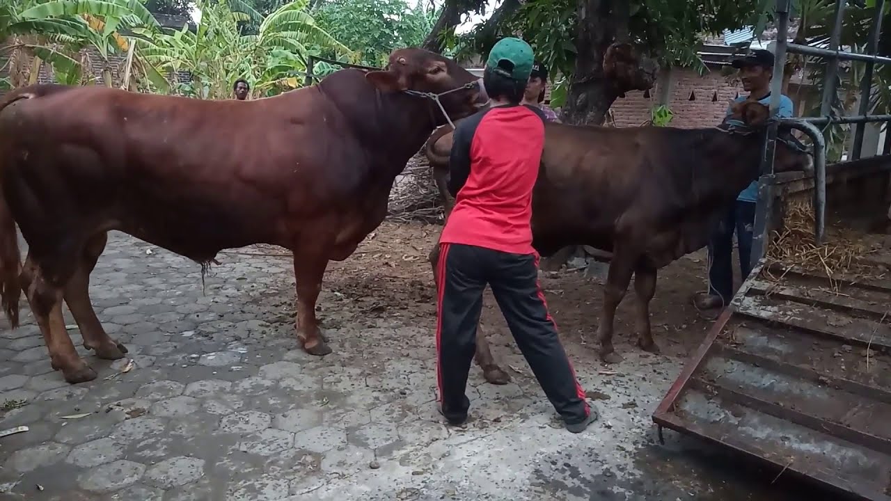 Indian Cow Mating Videos - YouTube