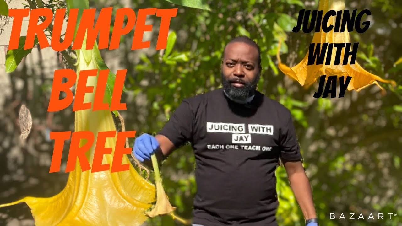 HOW TO PRUNE TRUMPET BELL TREE - YouTube