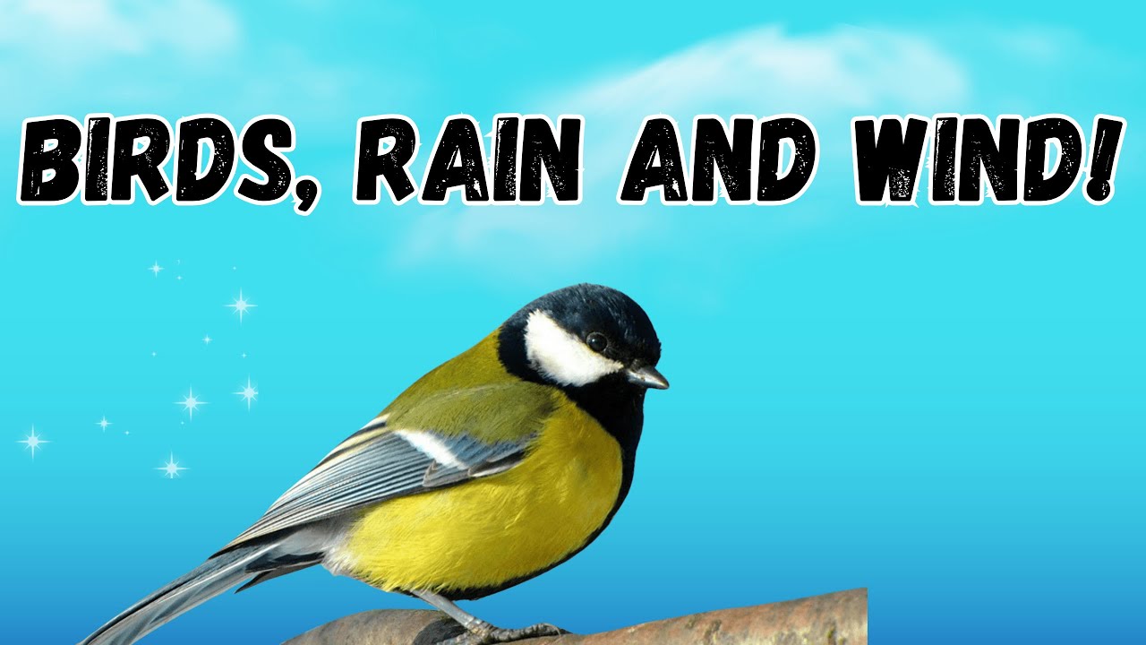 Birds, the sound of rain and wind! Real nature! - YouTube