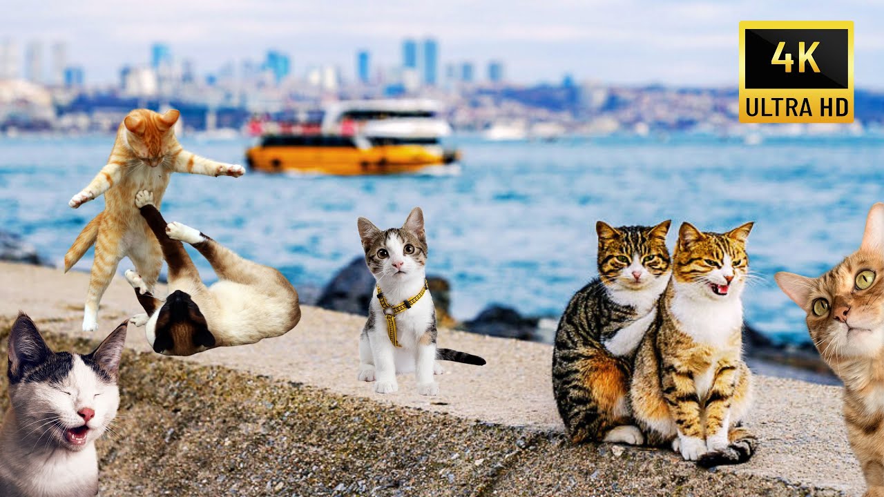 🇹🇷Cats of Istanbul Make You Love This City! | Turkey Istanbul 2025 ...