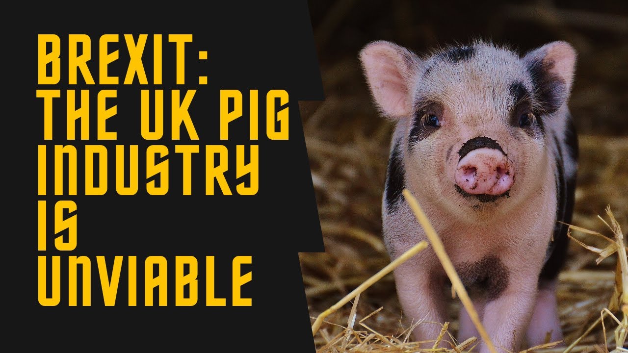 Brexit has made UK Pig farming unviable - YouTube