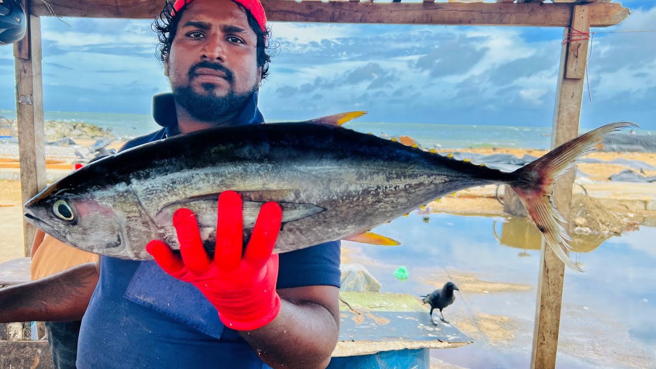 Huge Tuna Fish Cutting Skill | Yellowfin Tuna Fish Cutting | சூரை மீன் ...