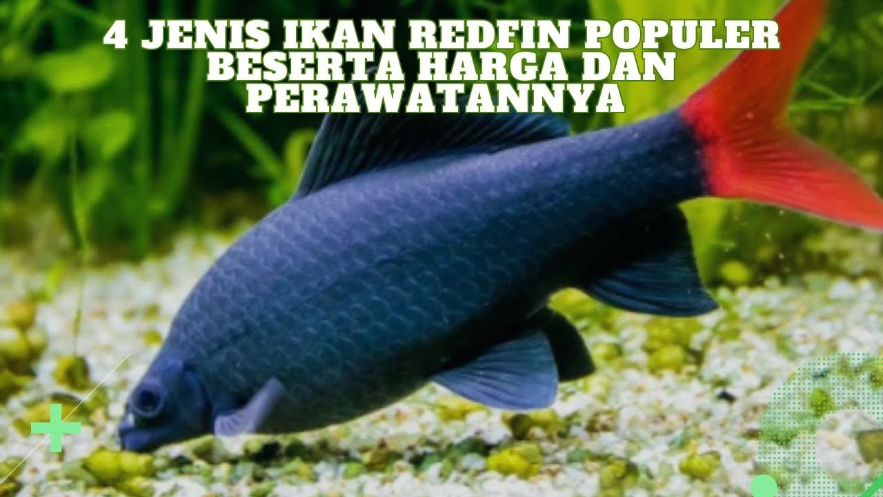 4 Jenis Ikan Redfin Populer Beserta Harga dan Perawatannya - YouTube