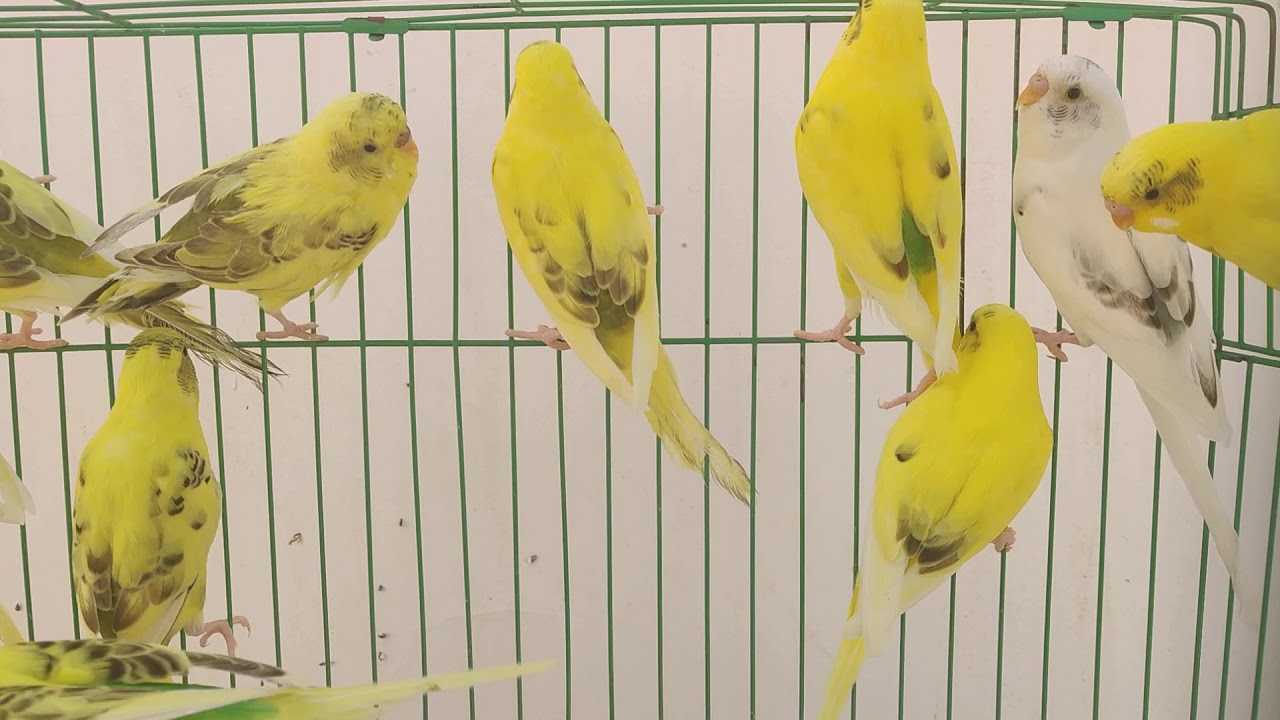 The First video for the the Thirteen birds. - YouTube