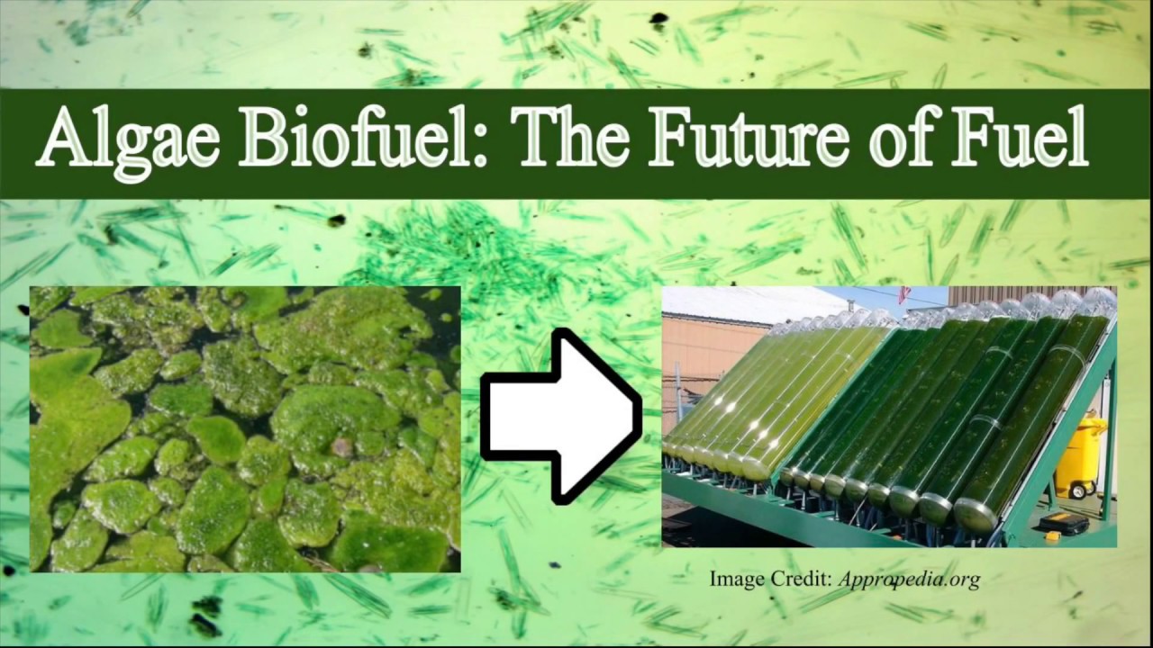 TSA Biotechnology Design Multimedia Presentation 2019 - YouTube