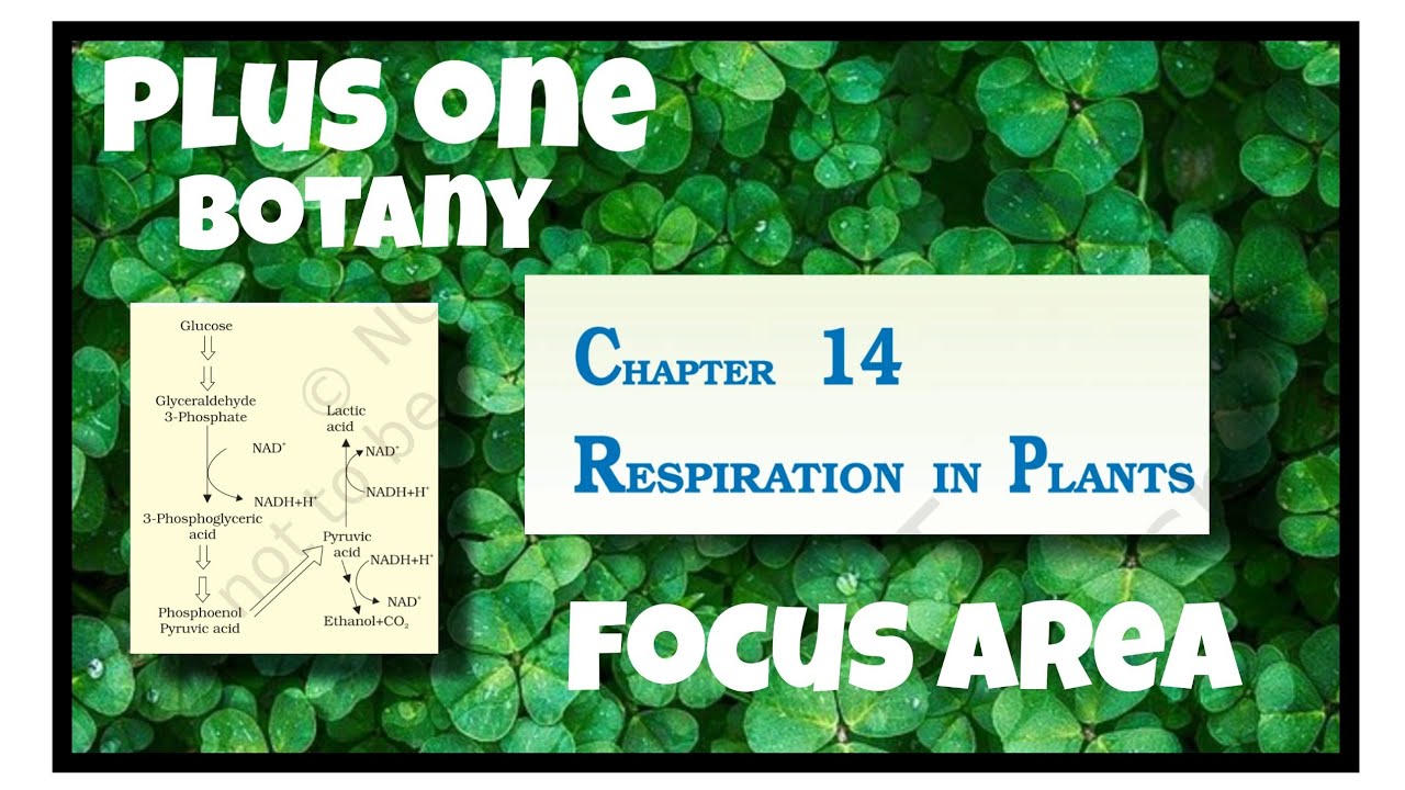 Plus one Botany focus area class Chapter Respiration in plants - YouTube