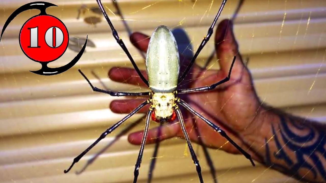 10 แมลงประหลาดที่พบในออสเตรเลีย / 10 Weird Insects found in Australia ...