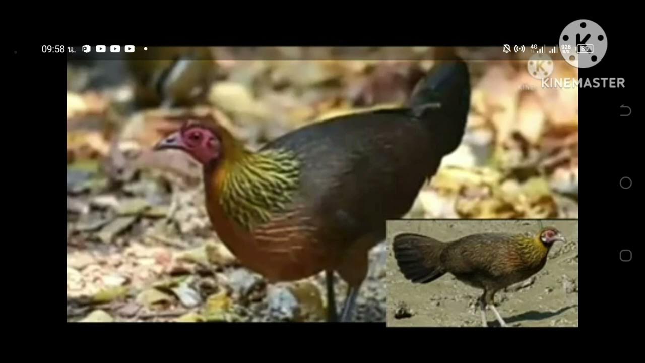suab poj qaib seev tuaj zoo heev 100% - YouTube