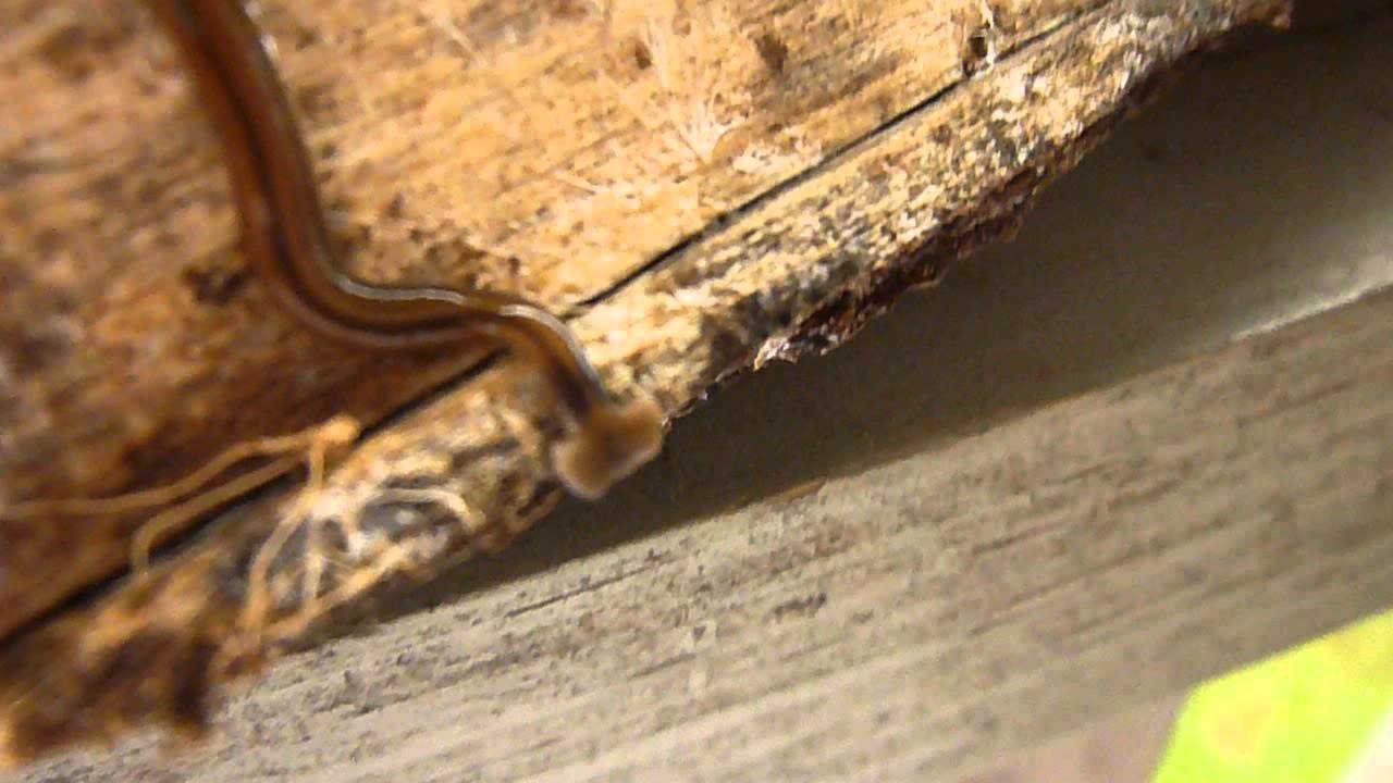 Shovel Headed Worm - YouTube