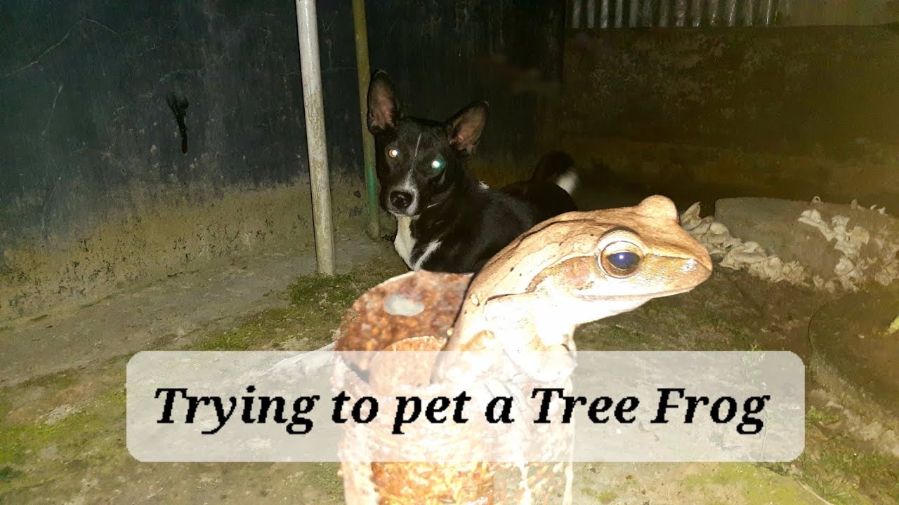 Common Tree Frog sound at night | Dear Asif - YouTube