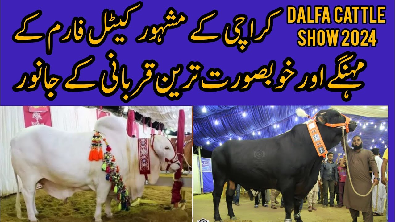 Dalfa Cattle Show 2024 | Pakistan Famous Cattle Farm | Dilpasand ...