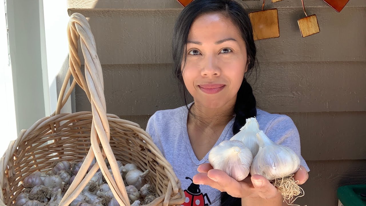 How To Store Garlic - Preparing Garlic For Storage - YouTube