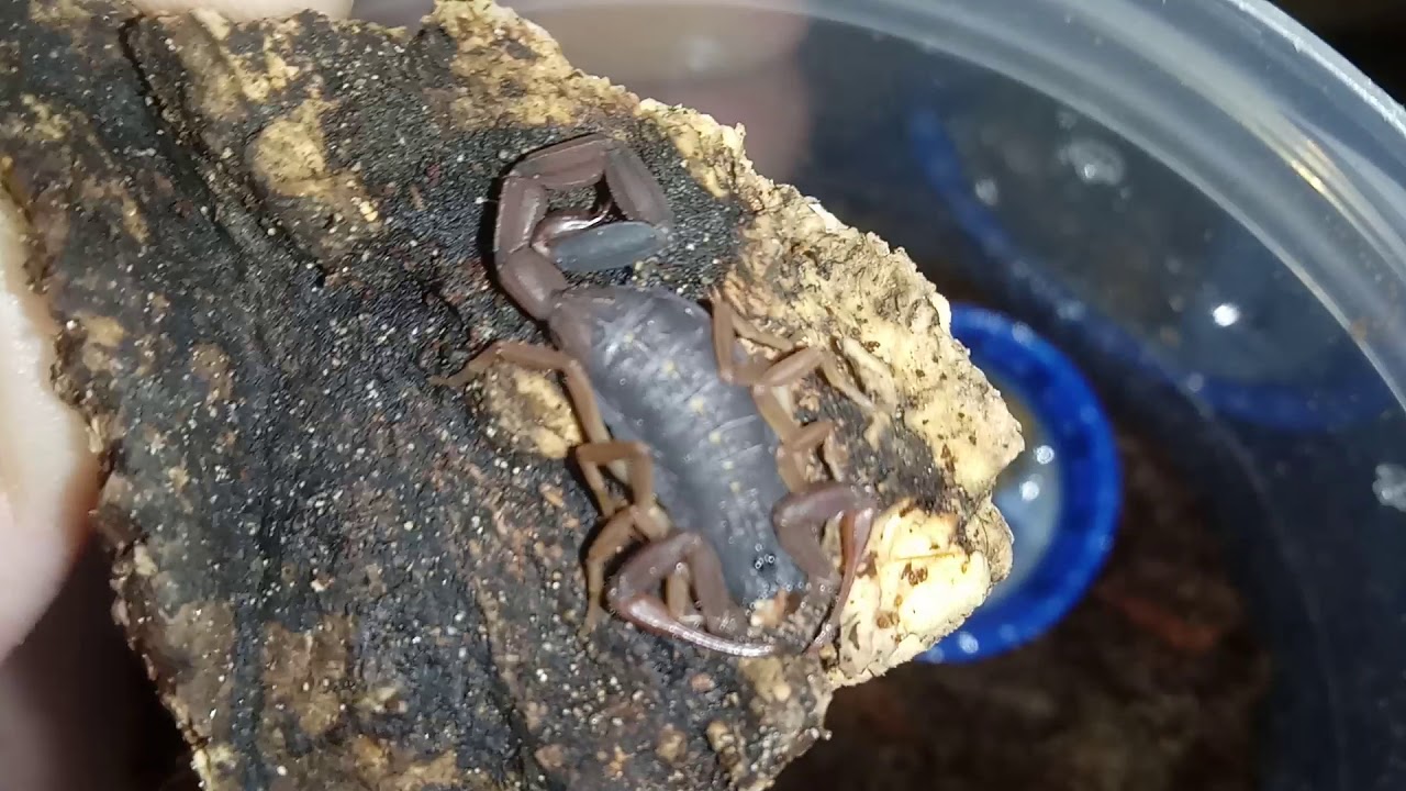 1 Centruroides gracilis Florida Bark scorpion. - YouTube