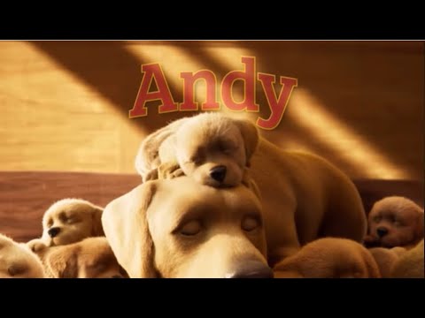 Andy: A Dog’s Tale | Full Film | Canine Companions #animation #anime # ...