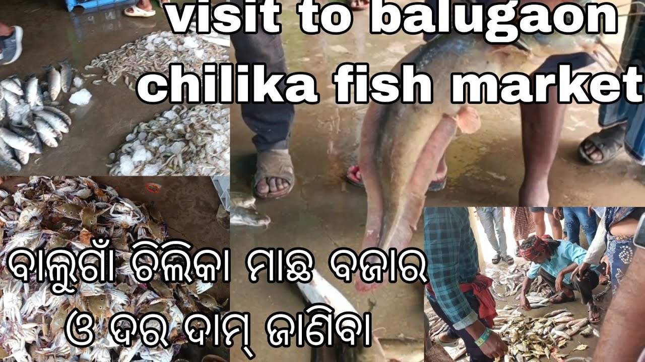visit to balugaon chilika fish market / know about latest price of fish ...