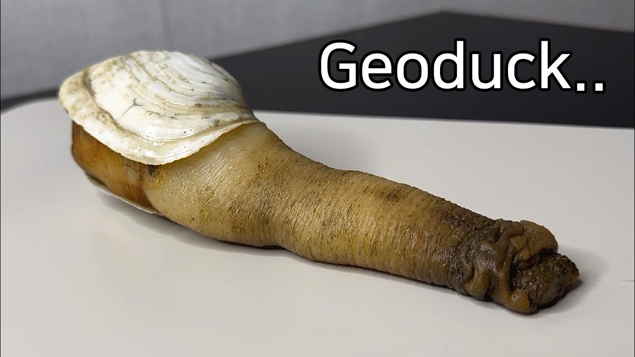 Geoduck Clams Anatomy