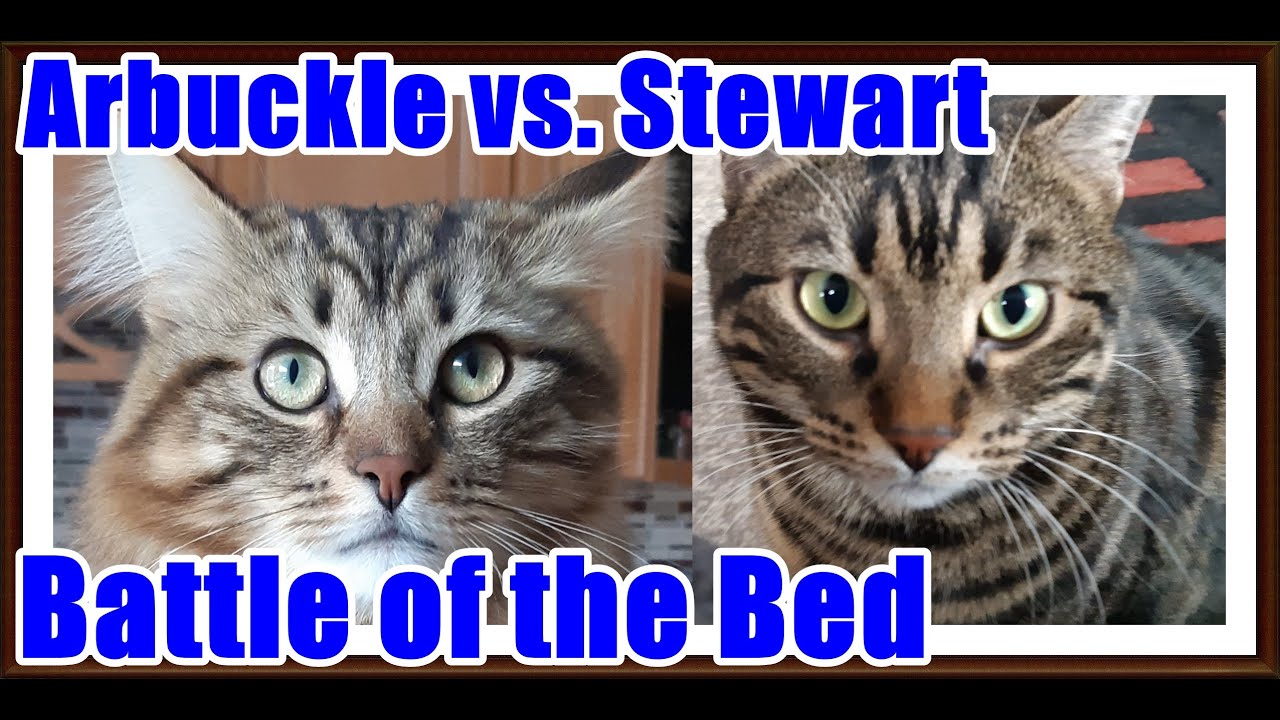 Arbuckle vs Stewart - Cats Play Fighting - YouTube