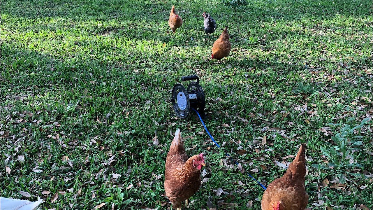 Sunday routine #1 Baby chicks, chickens, cows, and build - YouTube