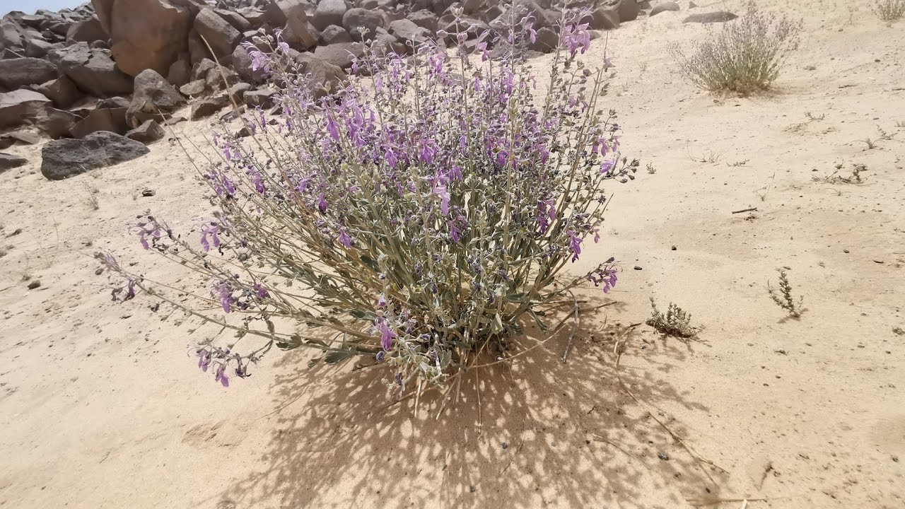 العيهل والعهينة او القصباء teucrium oliverianum - YouTube