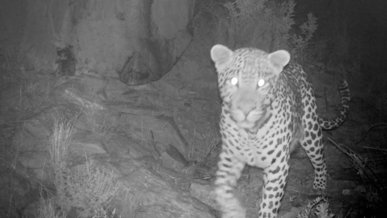 Leopard movement on trail camera - Klein Karoo, South Africa. - YouTube