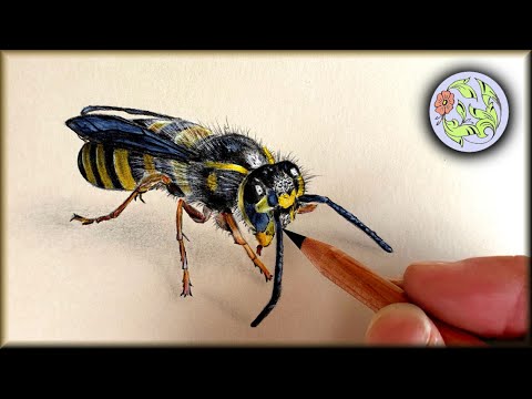 Realistic Drawing of a Wasp - only with Crayons - YouTube